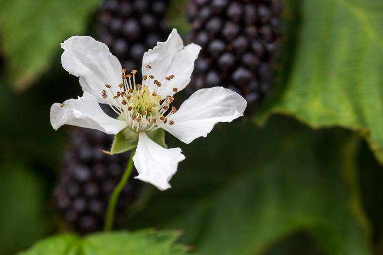 boysen-crop-1 | Boysenberries New Zealand | New Zealand Boysenberries