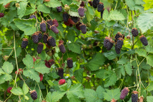 boysen-crop-6 | Boysenberries New Zealand | New Zealand Boysenberries